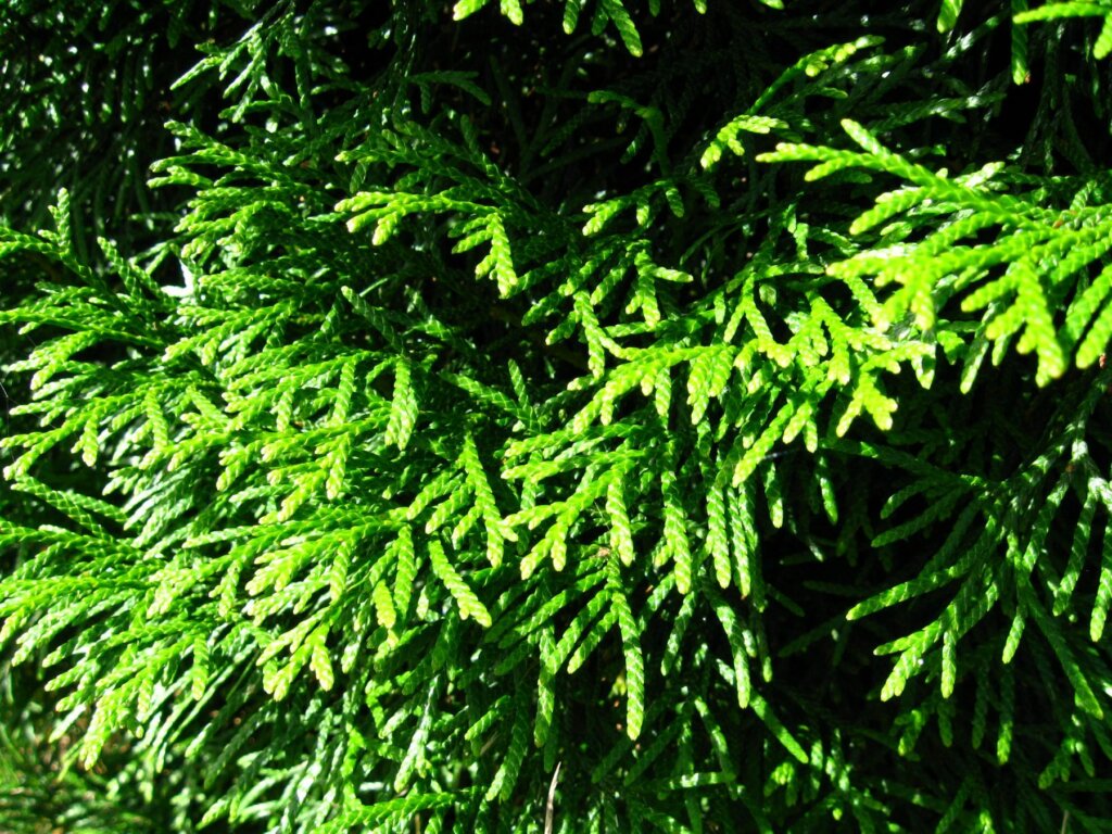 Thuya 'Fastigié' | Charbonneau l'expert